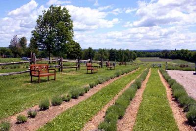 The Bleu Lavande Lavender Farm in Fitch Bay Quebec